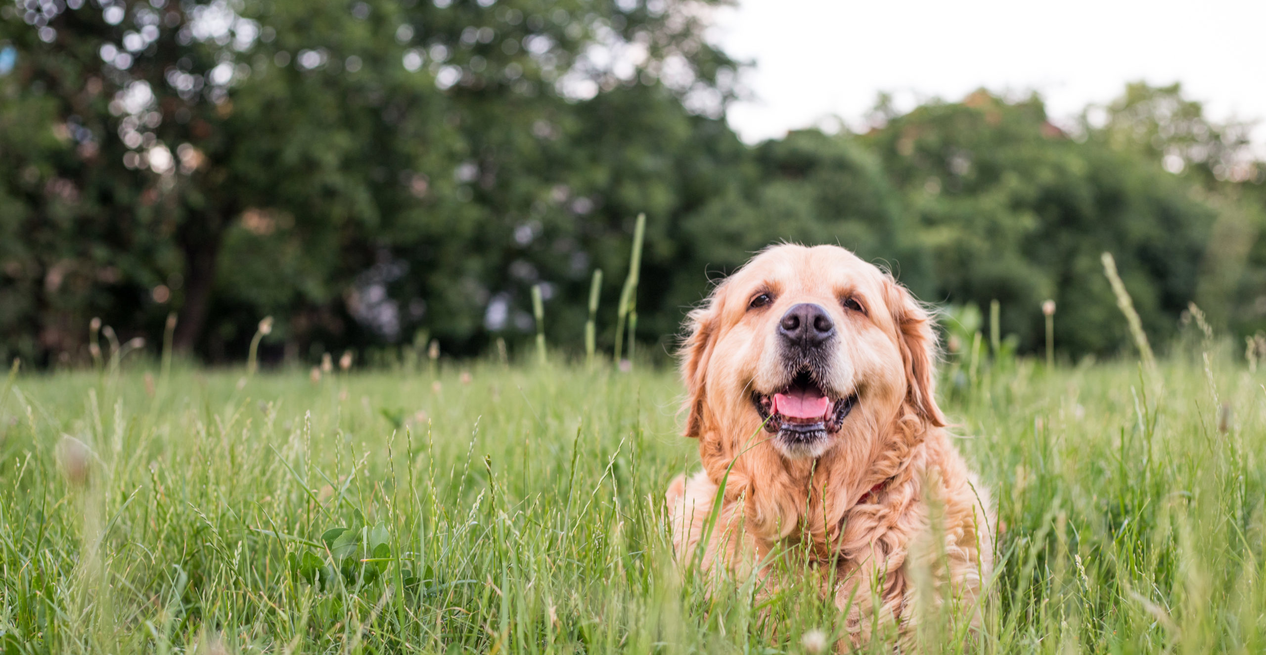 Our Services | Frontier Veterinary Hospital