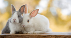 Homepage | Frontier Veterinary Hospital