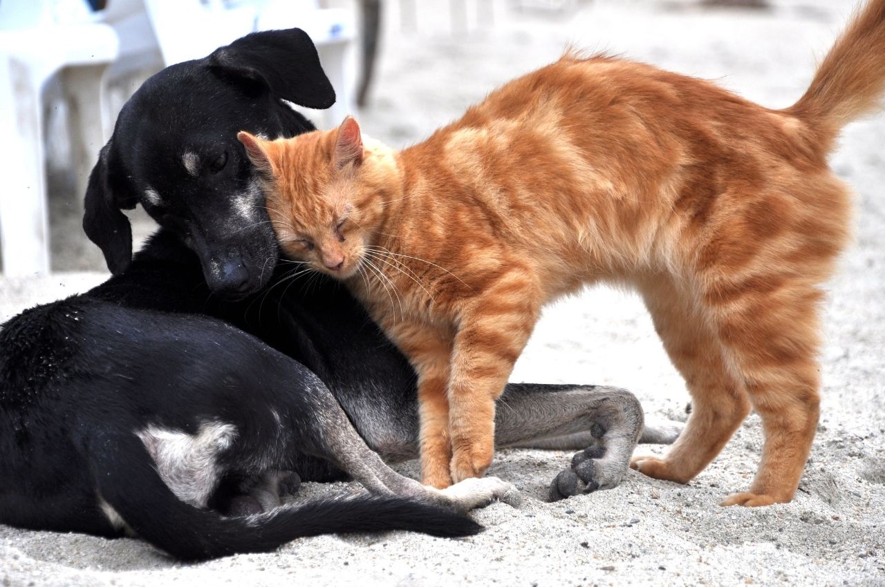 More Pets and Fewer Staff | Frontier Veterinary Hospital