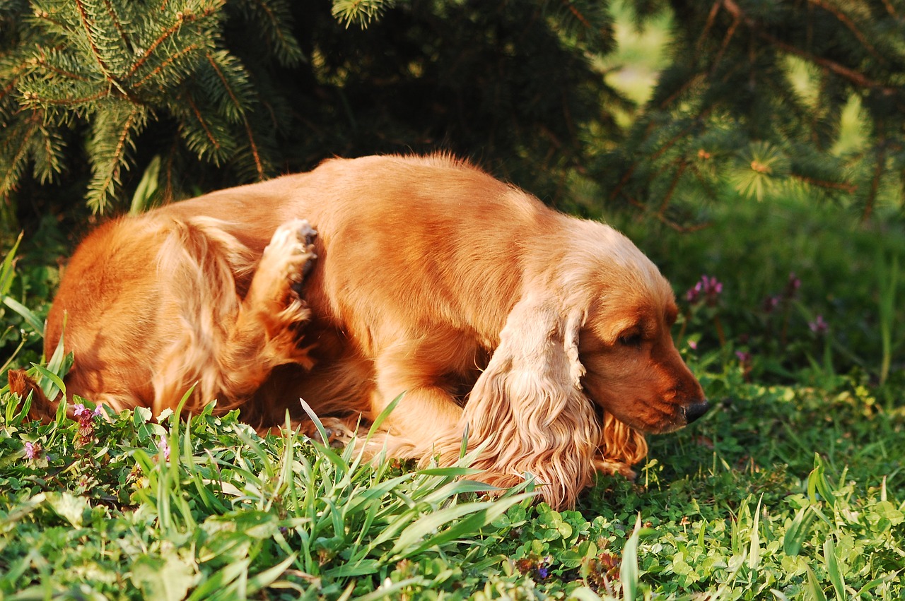 Year Round Flea Problems | Frontier Veterinary Hospital